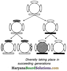 HBSE 10th Class Science Important Questions Chapter 9 Heredity and ...